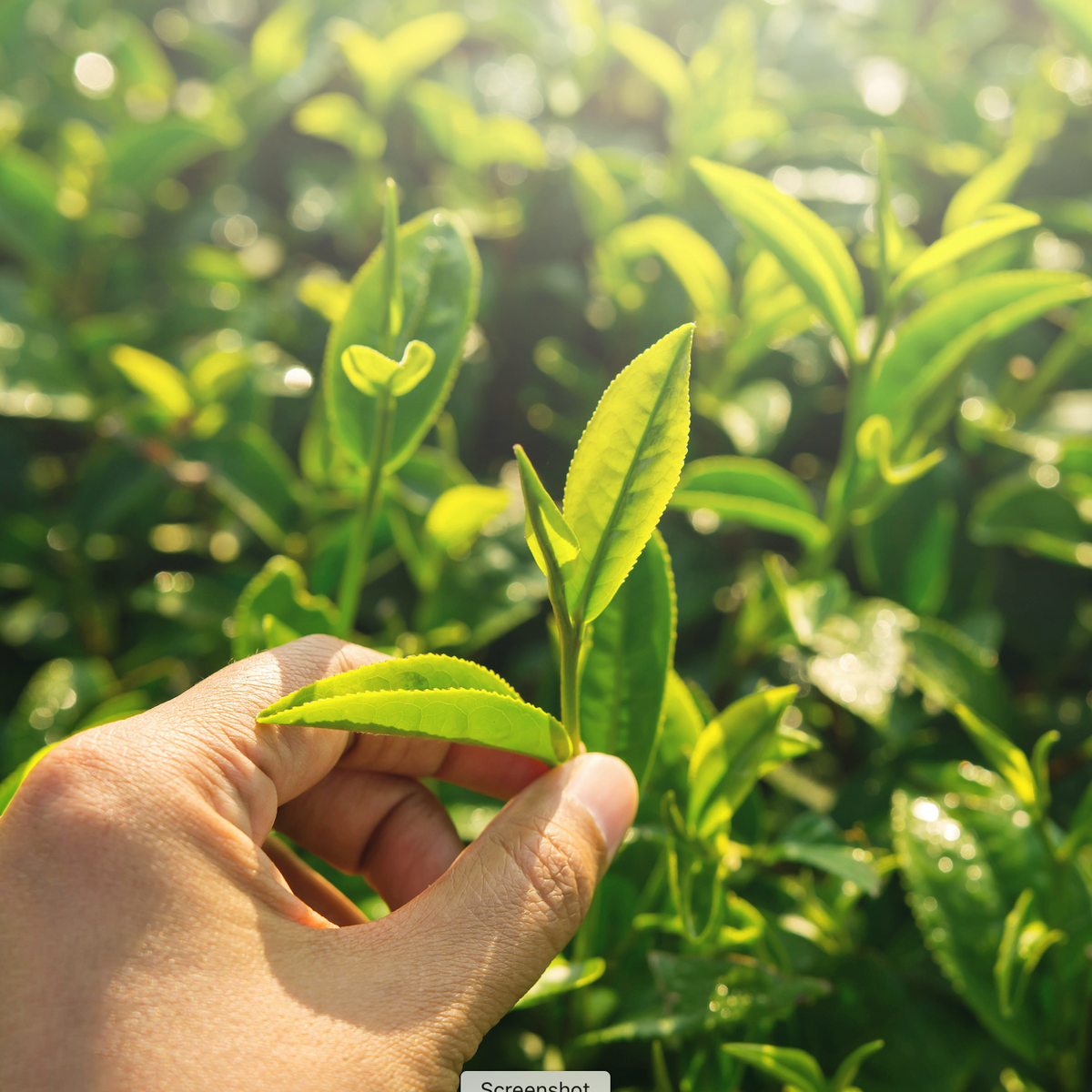 The Ultimate Guide to Sustainable Matcha: From Farm to Cup - The Zen T ...